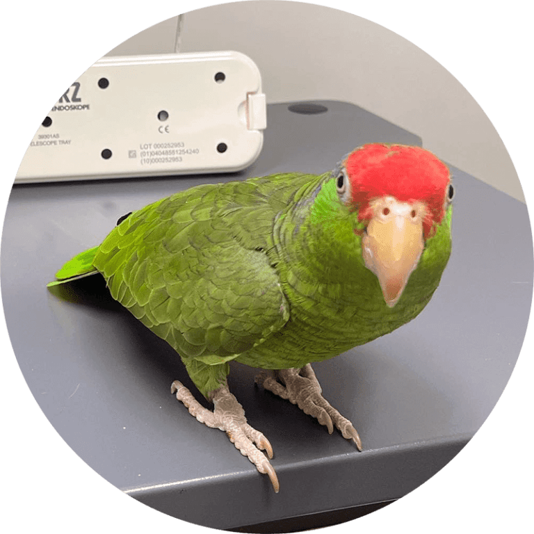 Our Team | Avian & Exotic Philly Medical Surgical Clinic