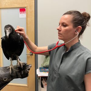 Exotic Vet in Philadelphia | Avian and Exotic Philly Medical Surgical Clinic