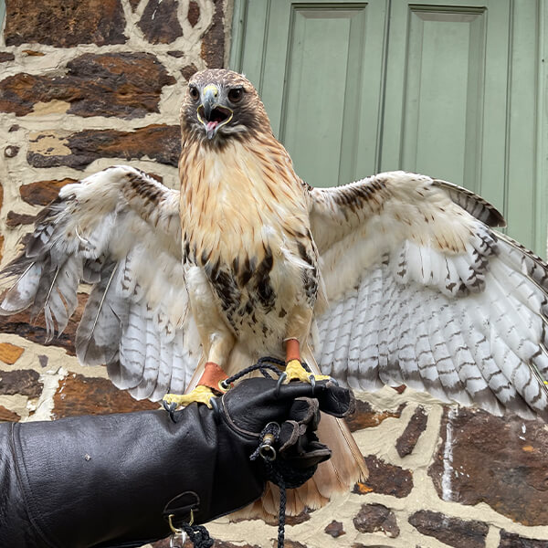 Exotic Pet Dental Care in Philadelphia, PA | Avian & Exotic Philly Medical Surgical Clinic