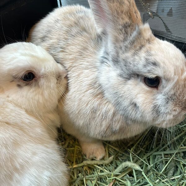 Rabbit Care in Philadelphia, PA | Avian & Exotic Philly Medical ...