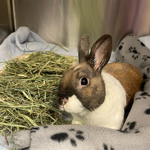 Exotic Pet Vaccinations in Philadelphia, PA | Avian & Exotic Philly Medical Surgical Clinic