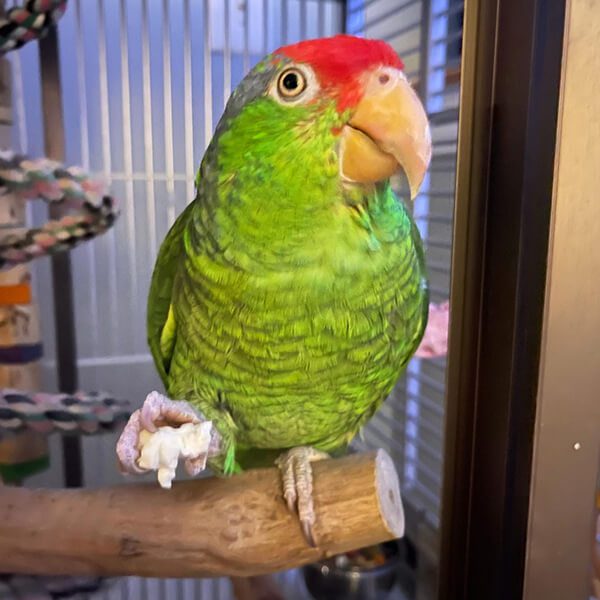 Thank you | Avian & Exotic Philly Medical Surgical Clinic